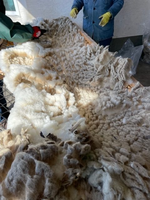 Tilly – St. Mary Meade Farm & Wool Mill